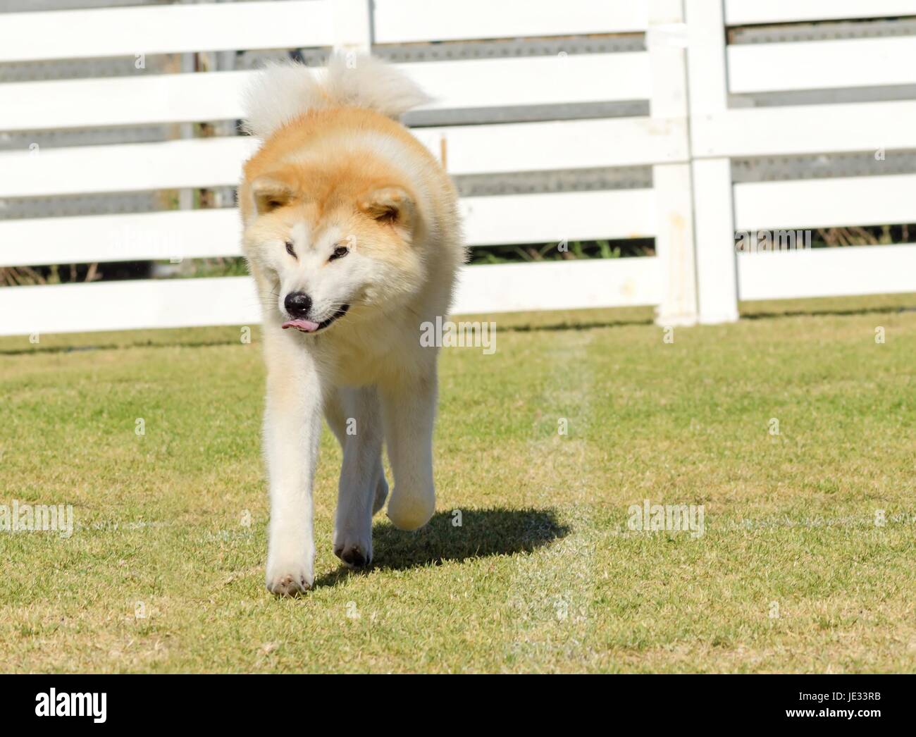 A portrait view of a young beautiful white and red Akita Inu dog ...