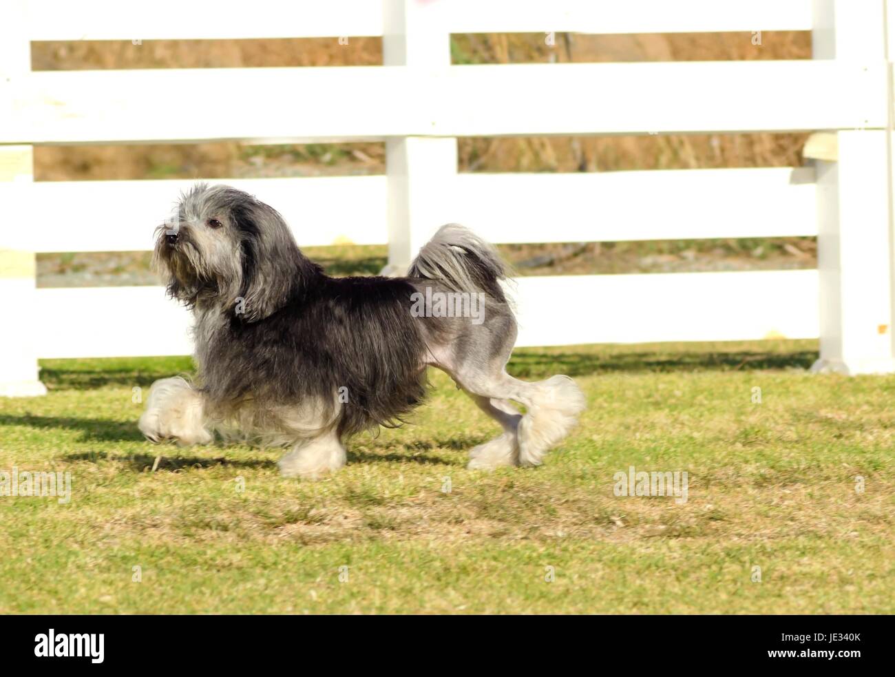 Are Lowchen Puppies Lazy