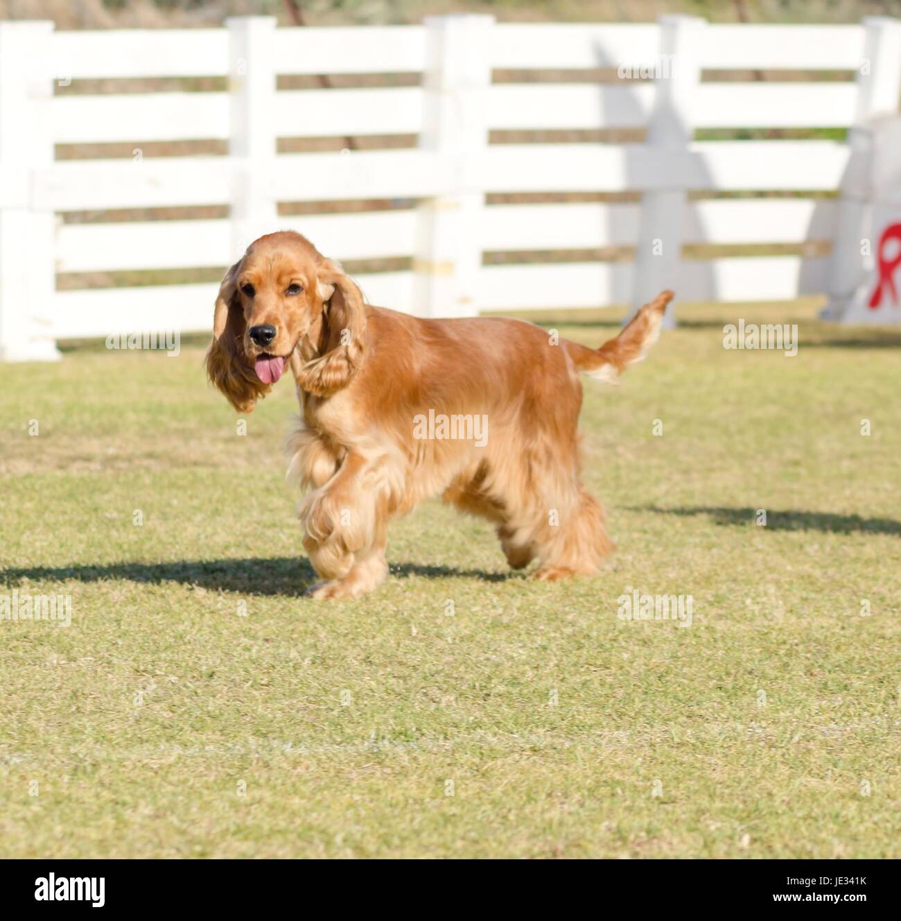 A small, young beautiful fawn, red English Cocker Spaniel dog walking ...