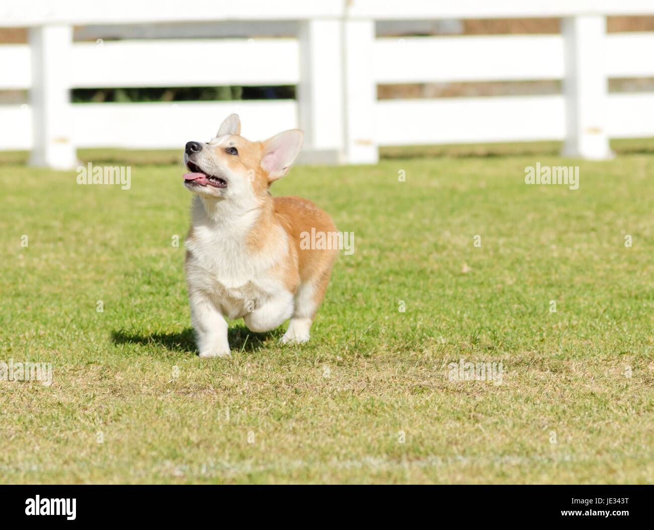 A young, healthy, beautiful, red sable and white Welsh Corgi Pembroke ...
