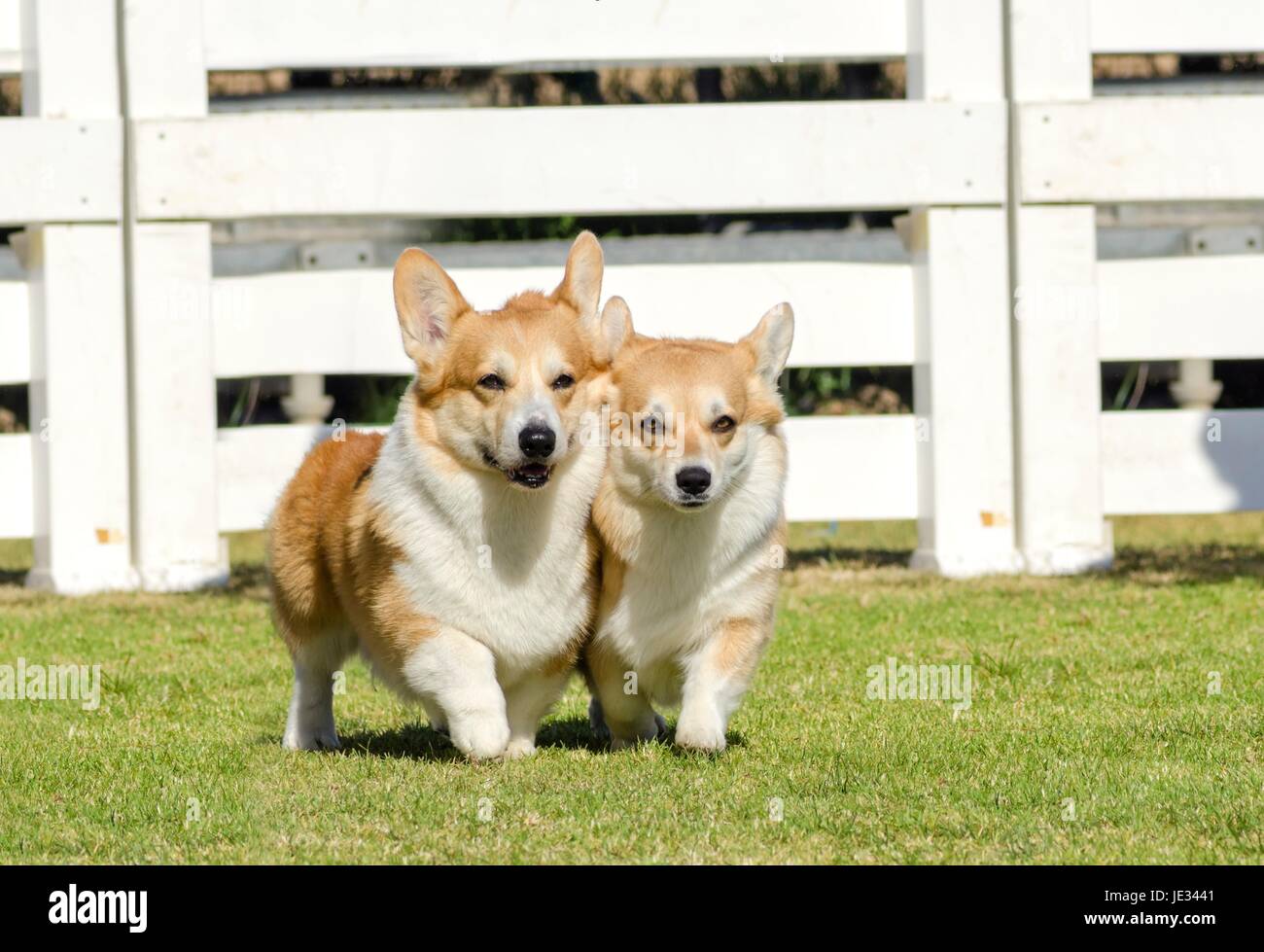 Two young, healthy, beautiful, red sable and white Welsh Corgi Pembroke ...
