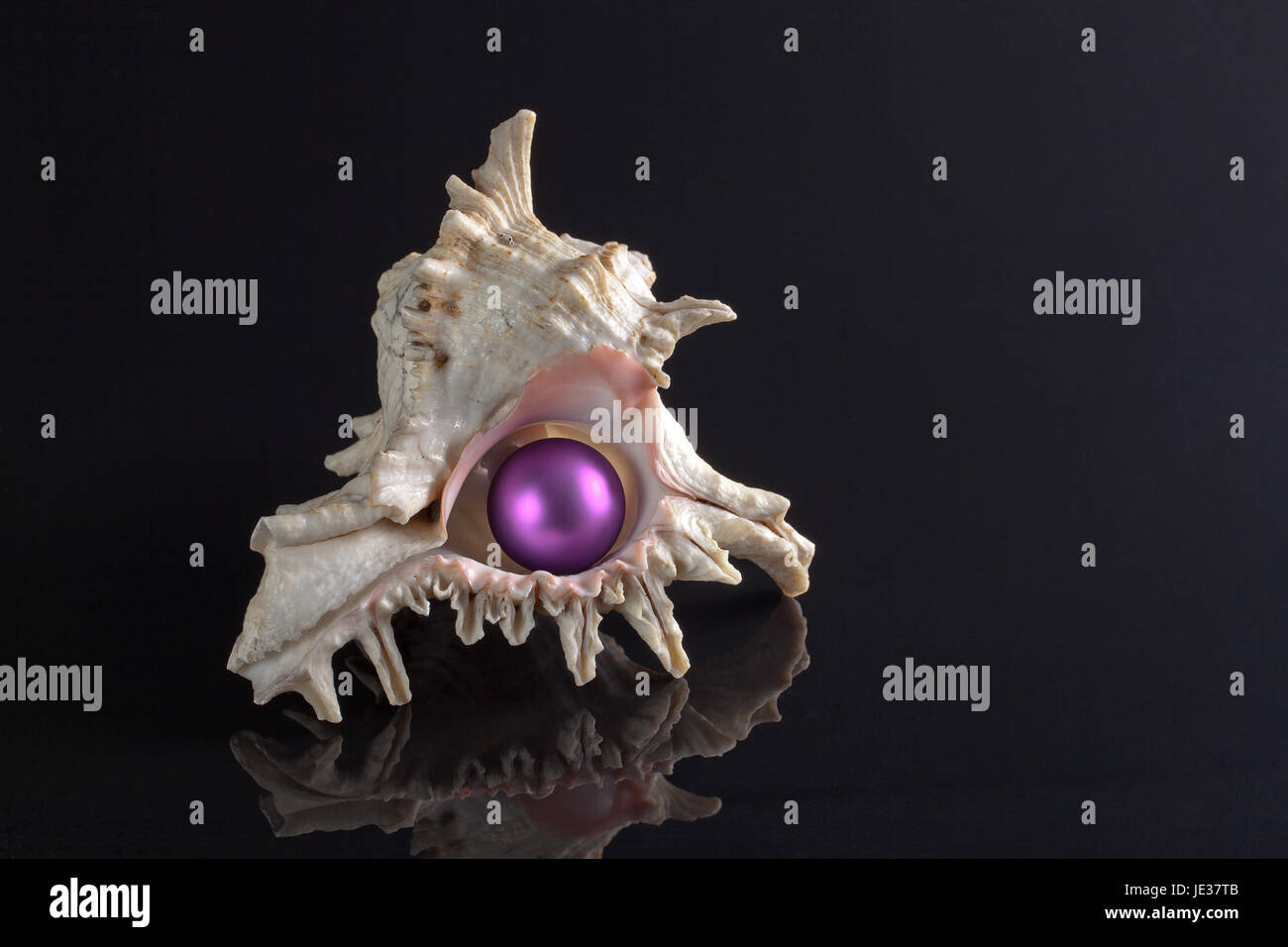 seashell with violet christmas bubble on black background Stock Photo ...