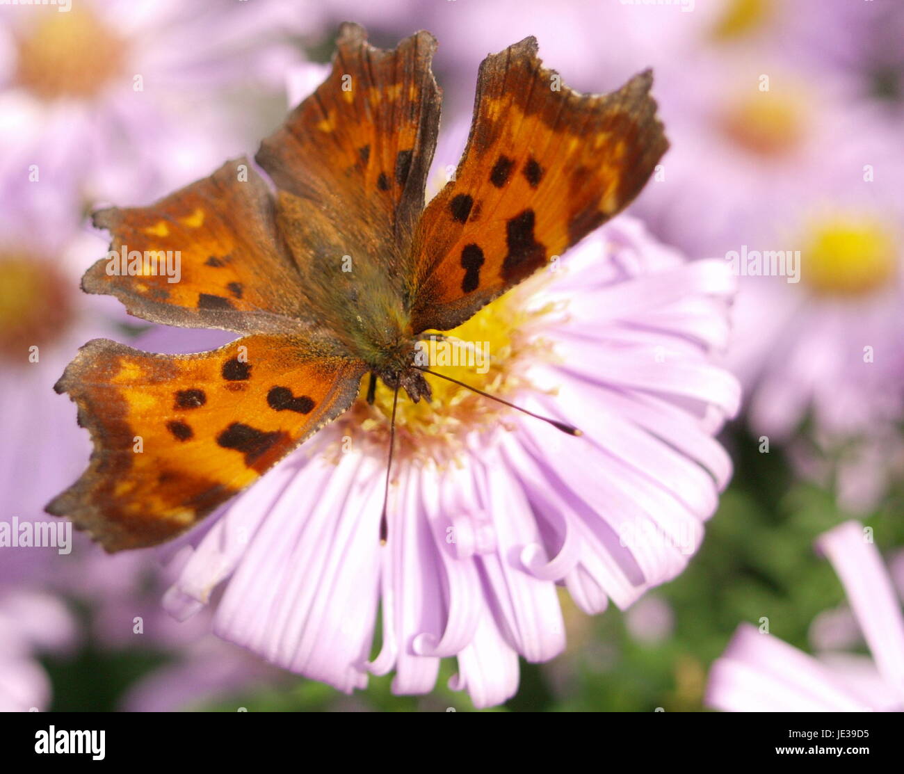 Lepidaptera hi-res stock photography and images - Alamy