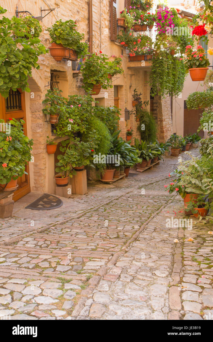 Street decorated with plants and flowers in the historic Italian city ...