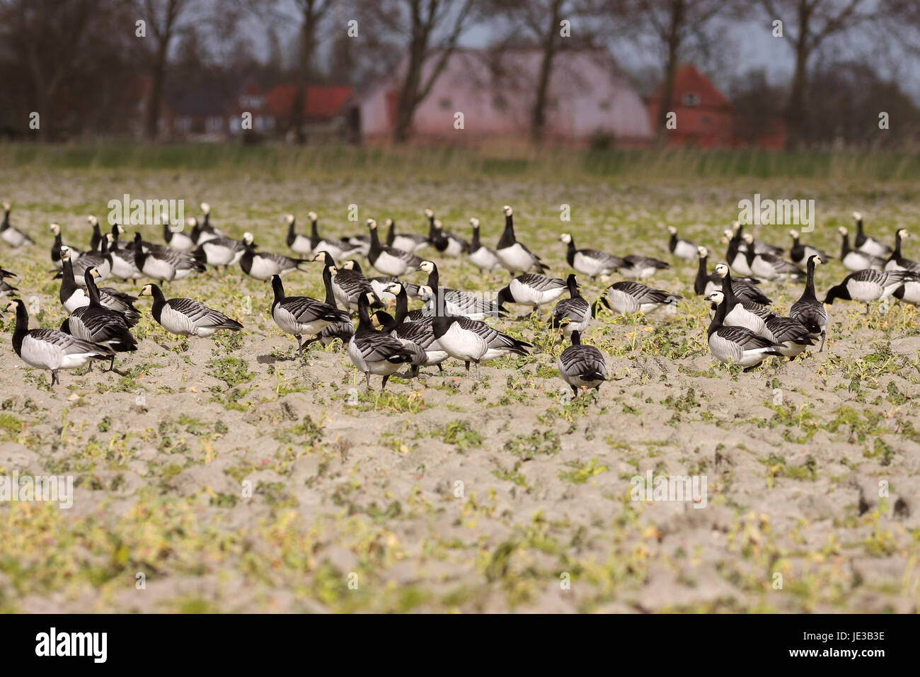 barnacle geese in field Stock Photo - Alamy