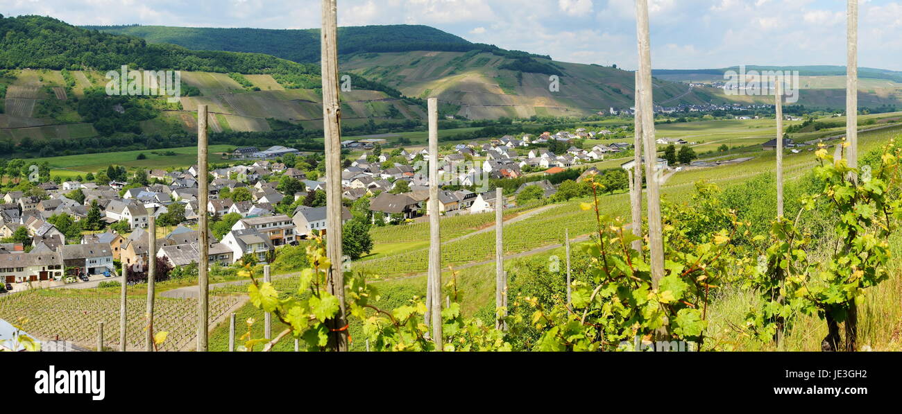 Wintrich an der Mosel Panorama mit Weinstöcken im Vordergrund Stock ...