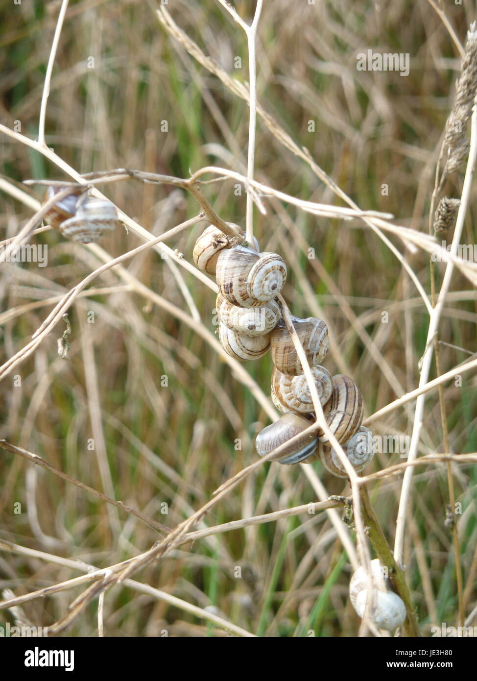 Worm family hi-res stock photography and images - Alamy