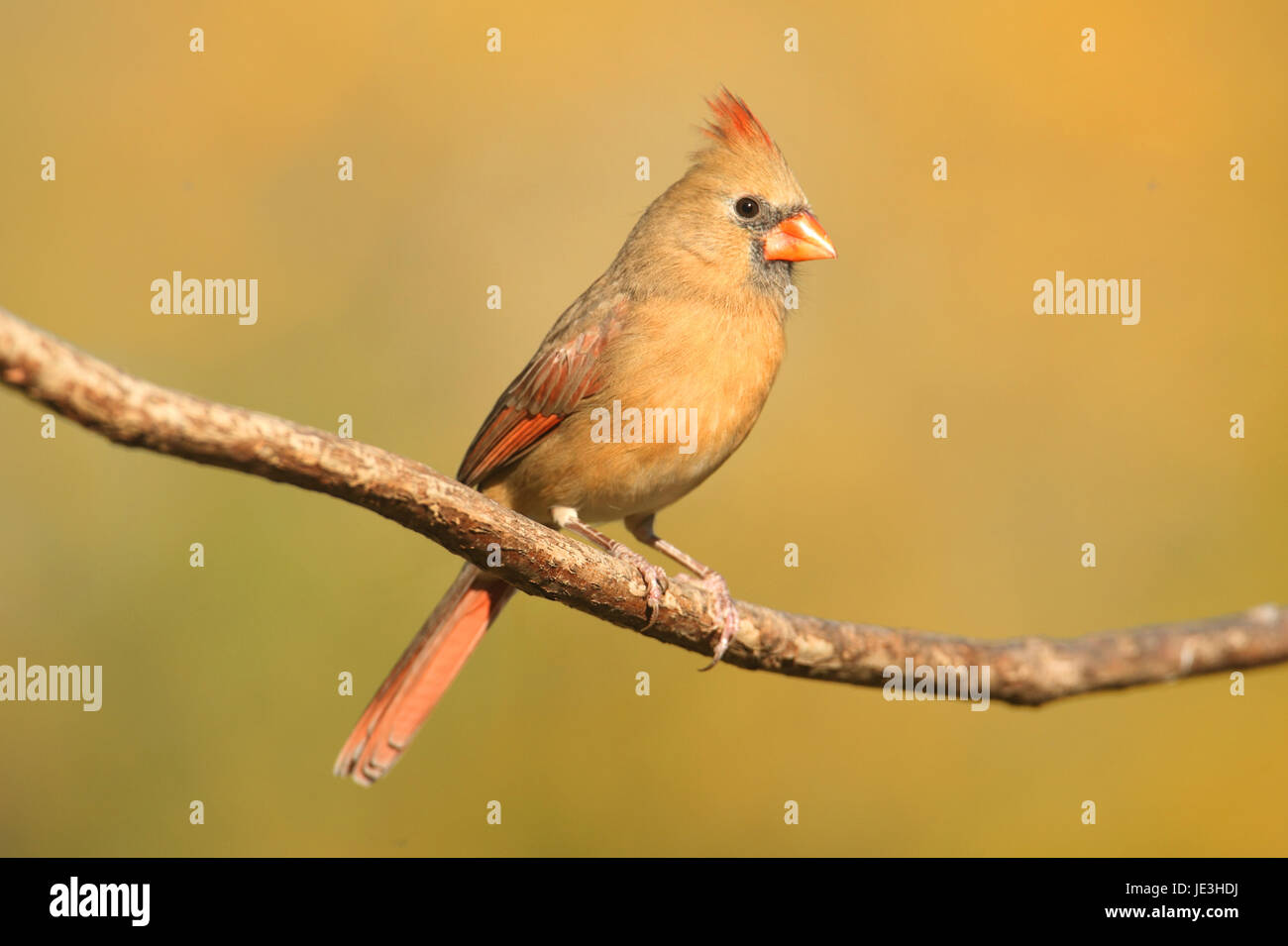 Northern cardinal in fall hi-res stock photography and images - Alamy