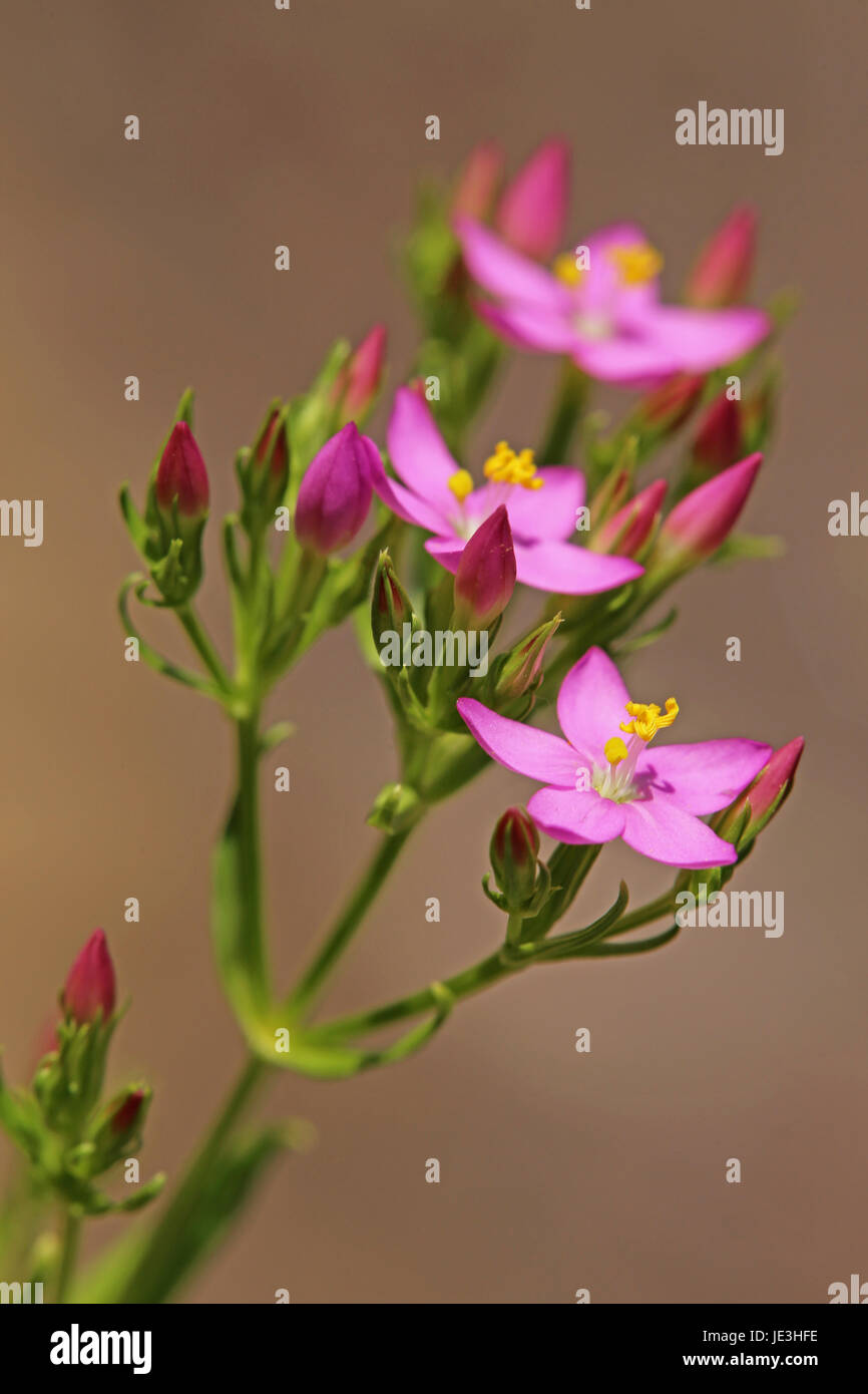centaurium erythraea centaurium erythraea Stock Photo - Alamy