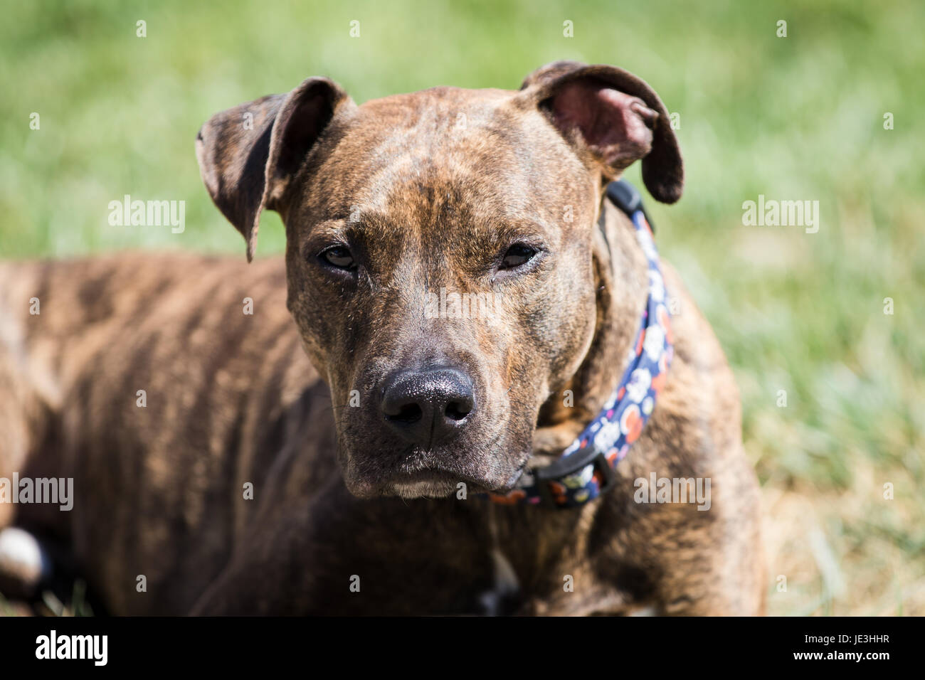 Serious Face, Giant Heart Stock Photo - Alamy