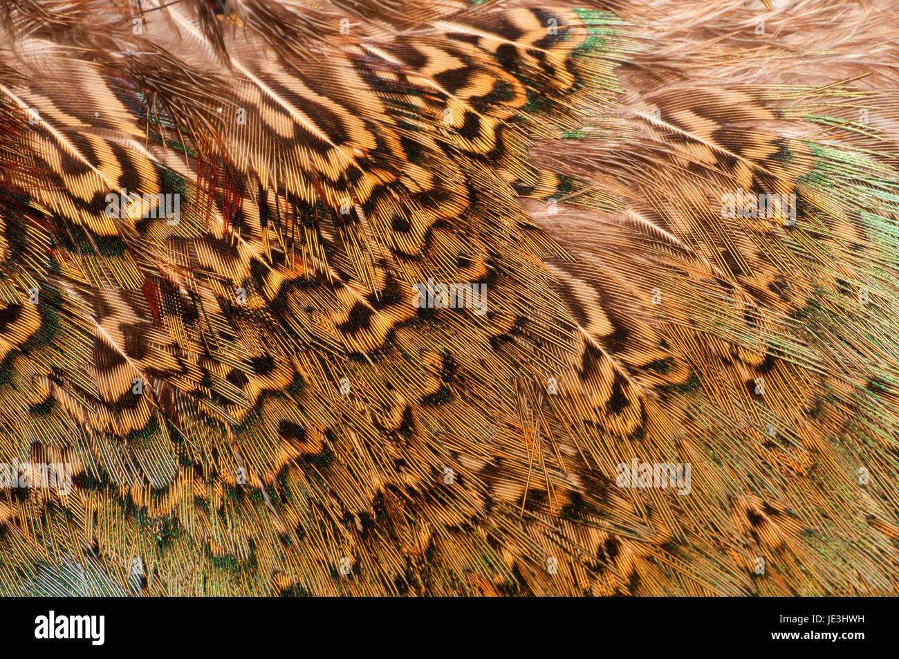 Feathers for fly tying hi-res stock photography and images - Alamy