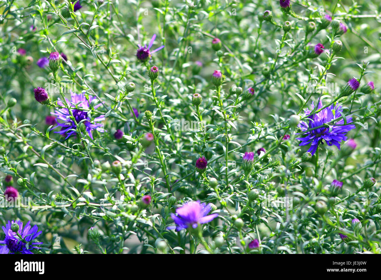 big bush of beautiful and bright blue asters Stock Photo - Alamy