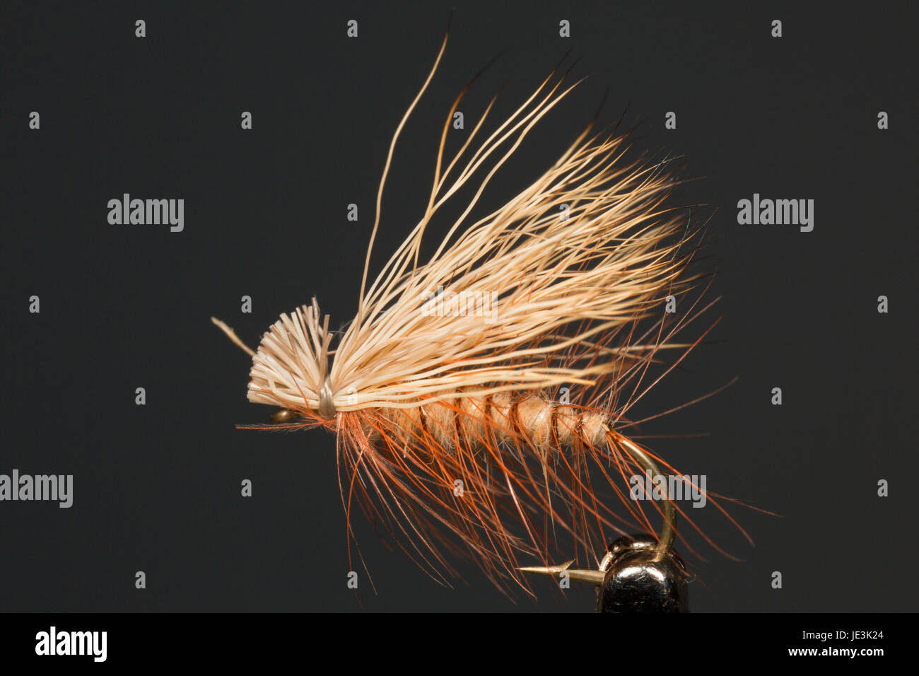 Caddis flies hi-res stock photography and images - Alamy