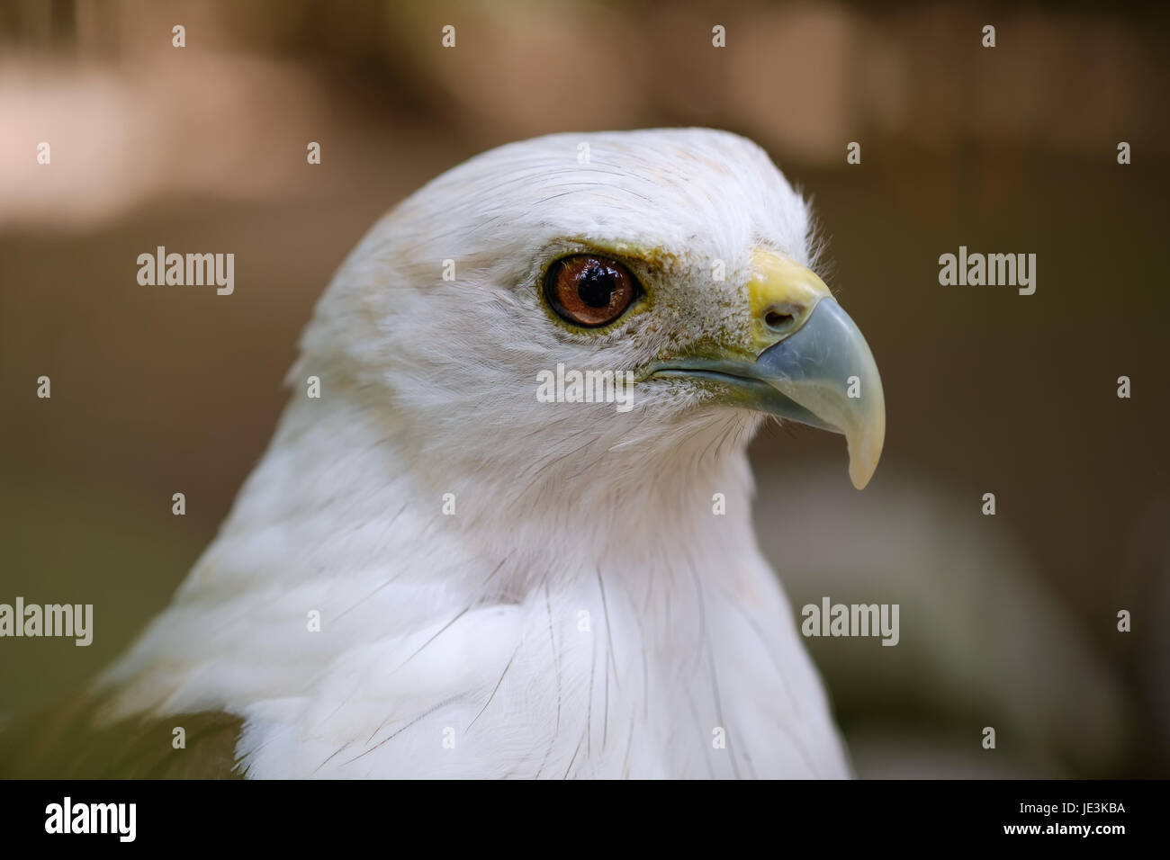 White Peregrine Falcon