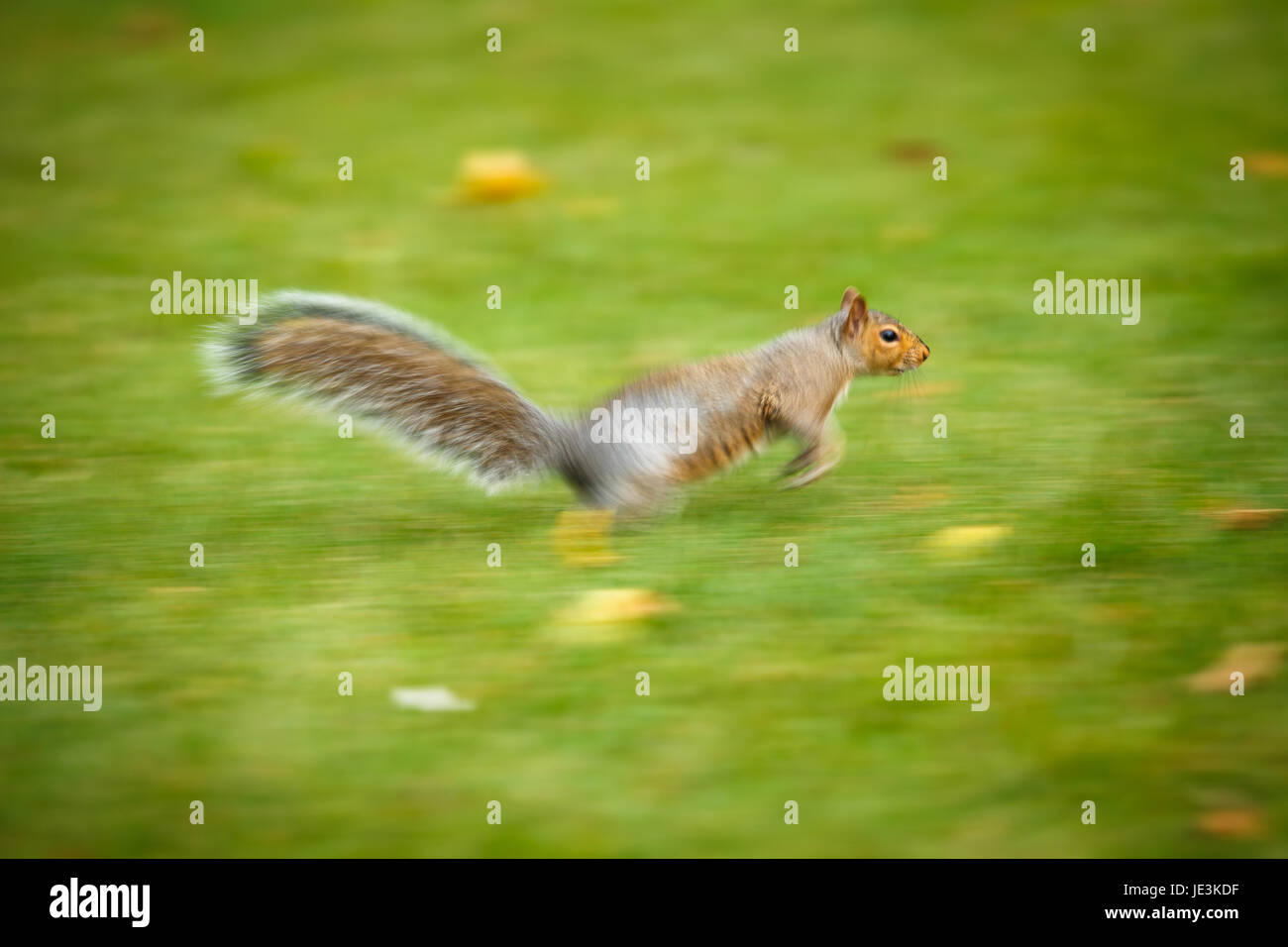 Grey squirrel branch running hi-res stock photography and images - Alamy