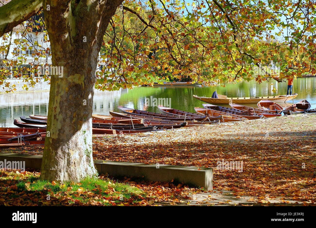 leisure time tree Stock Photo - Alamy