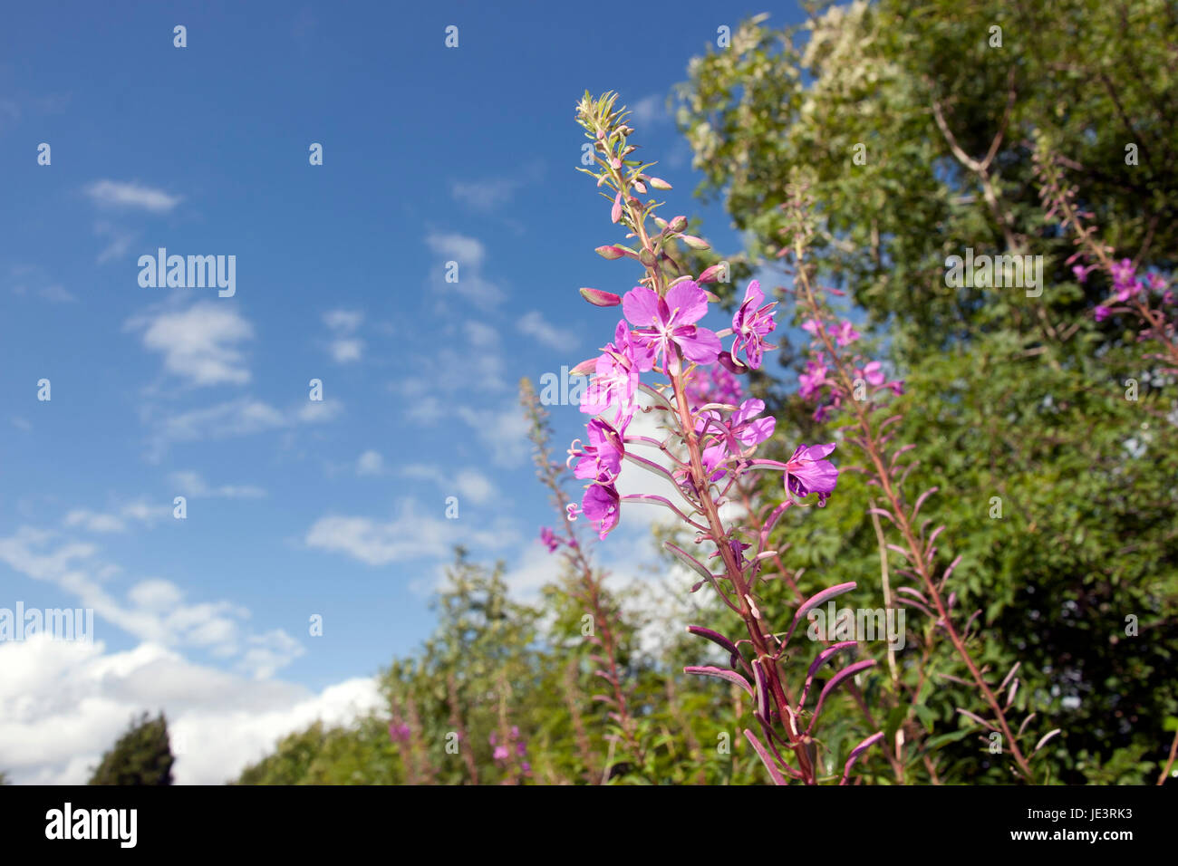 pink wild Irish flowers in the Longford countryside Stock Photo - Alamy