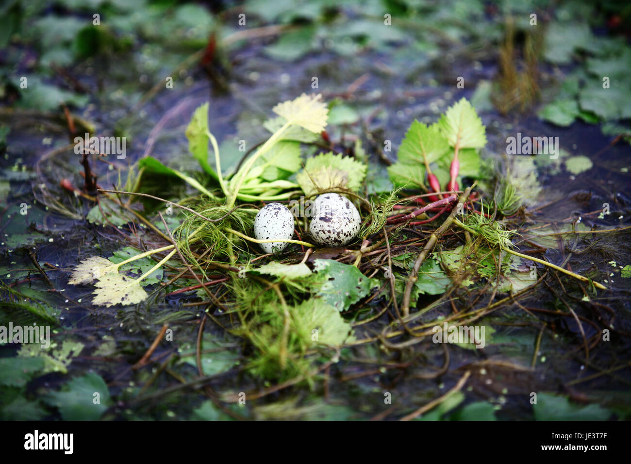 Color close up shot of a bird's nest with eggs built on water Stock ...