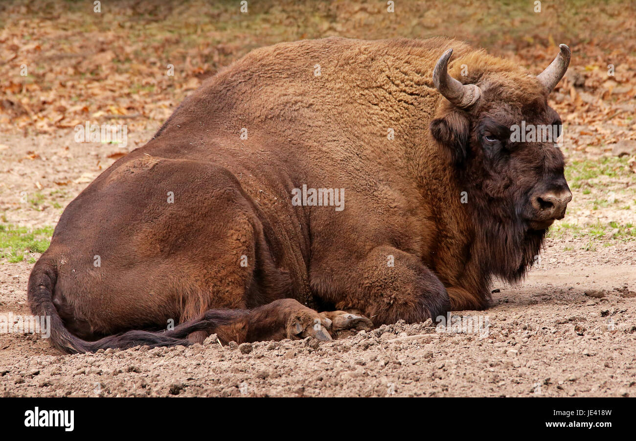 resting bison (bison bonasus Stock Photo - Alamy