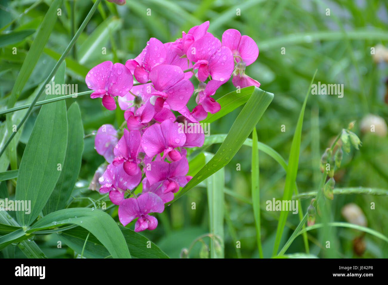 Magenta flower hi-res stock photography and images - Alamy