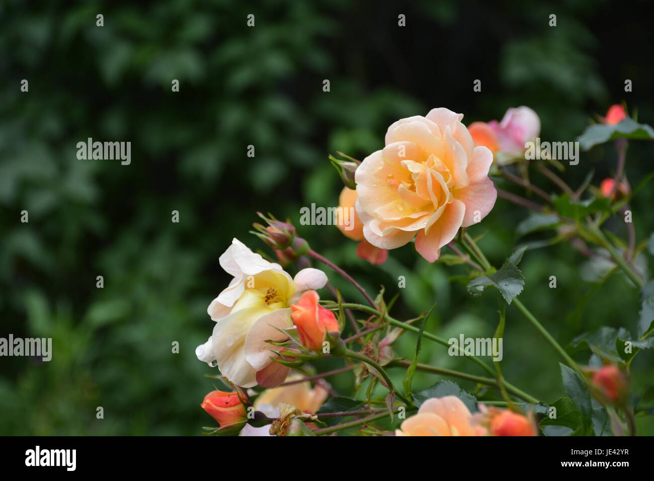Peach bushes hi-res stock photography and images - Alamy