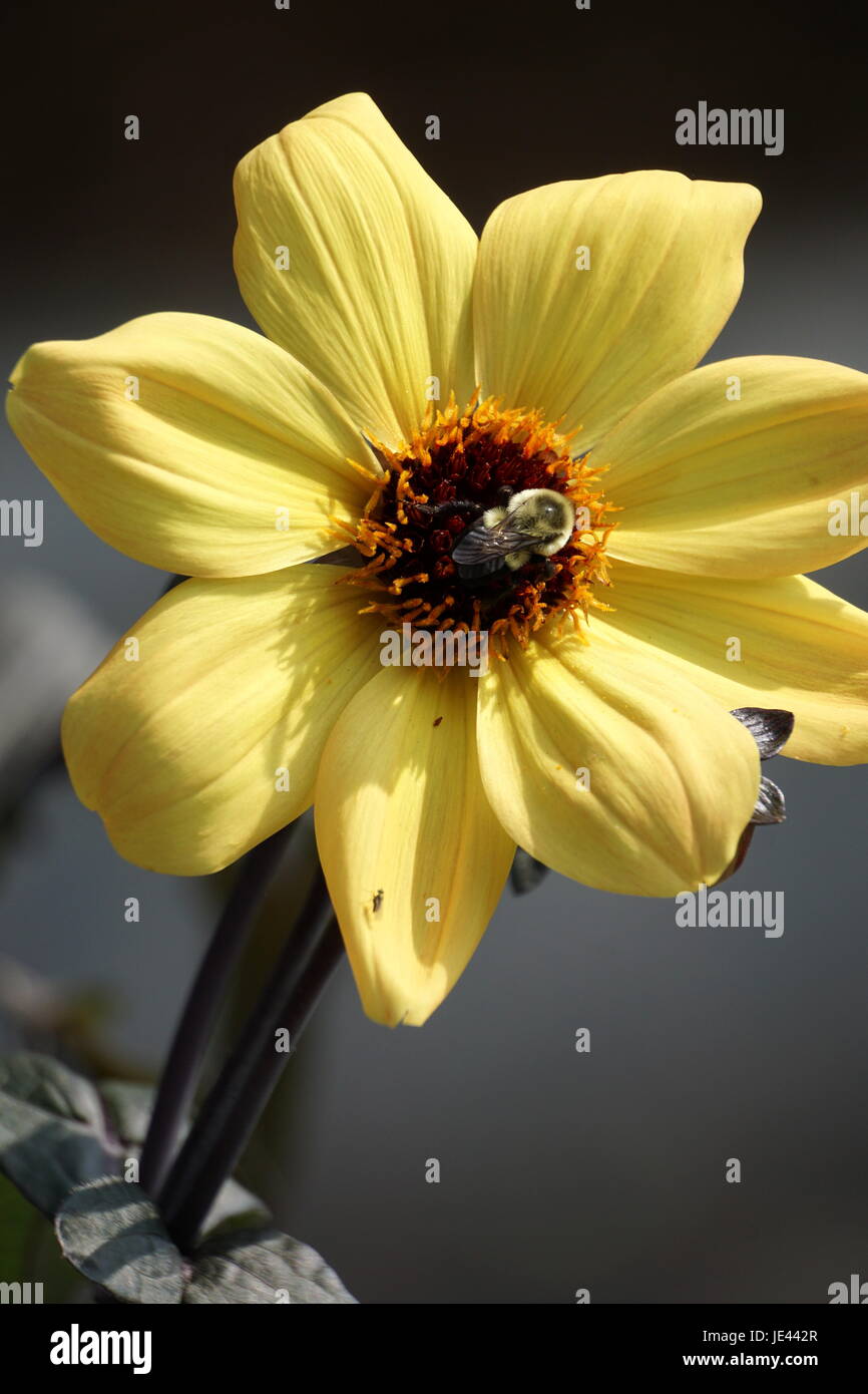 Daisy bee pollinating flower yellow hi-res stock photography and images ...
