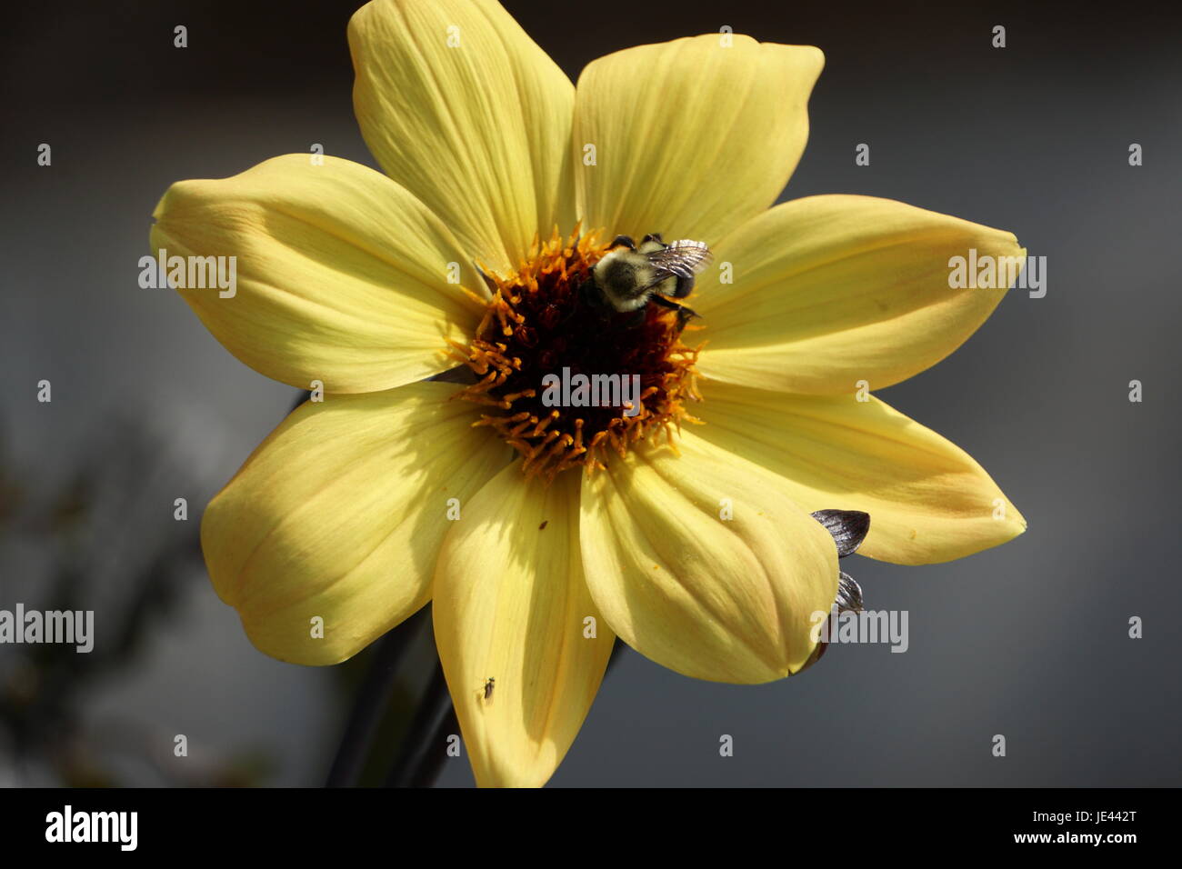 Daisy bee pollinating flower yellow hi-res stock photography and images ...