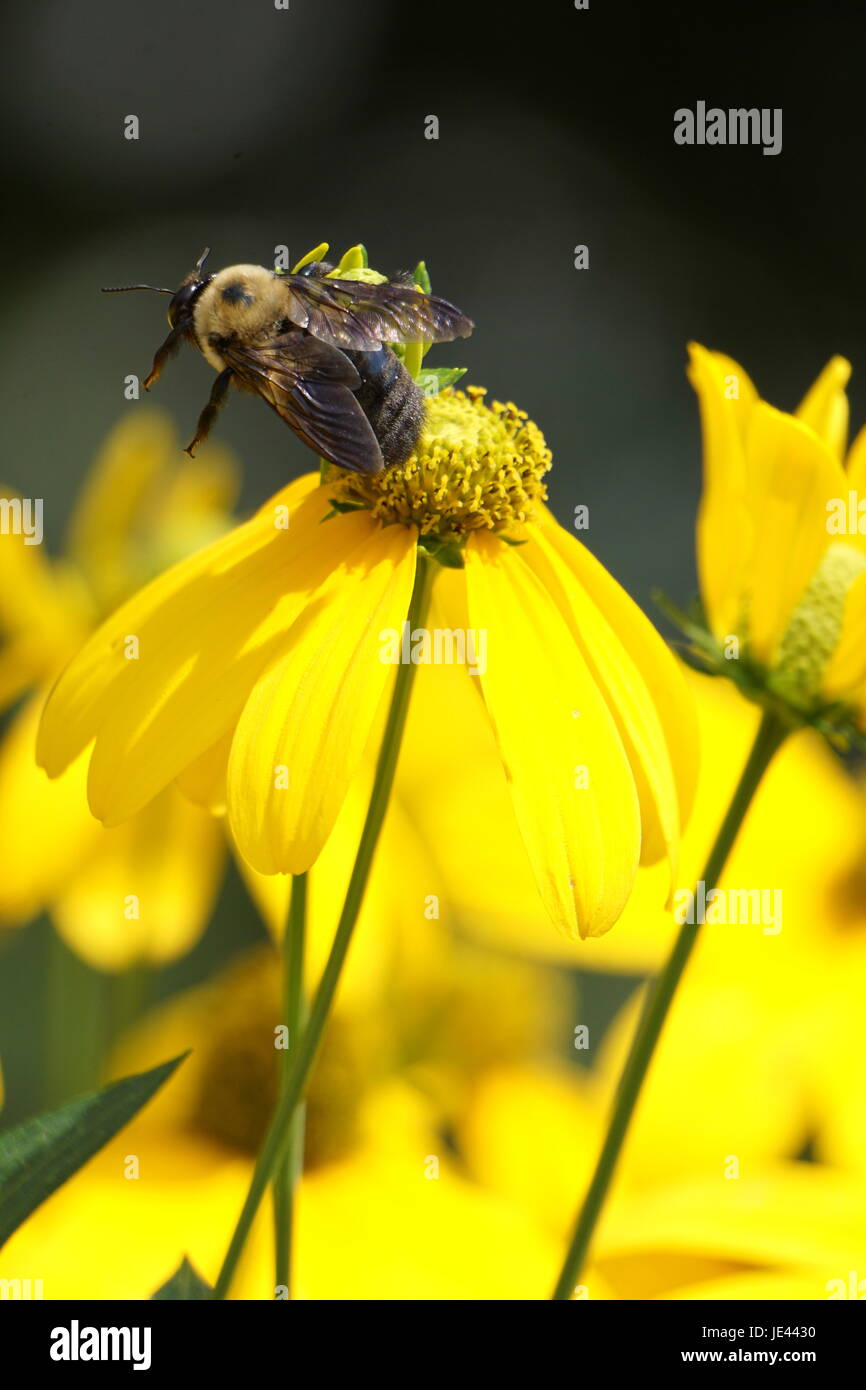 Daisy bee pollinating flower yellow hi-res stock photography and images ...