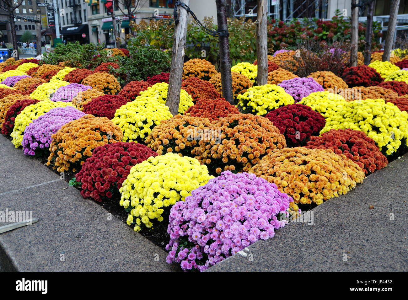 Colorful heart-shape autumn mums Stock Photo - Alamy