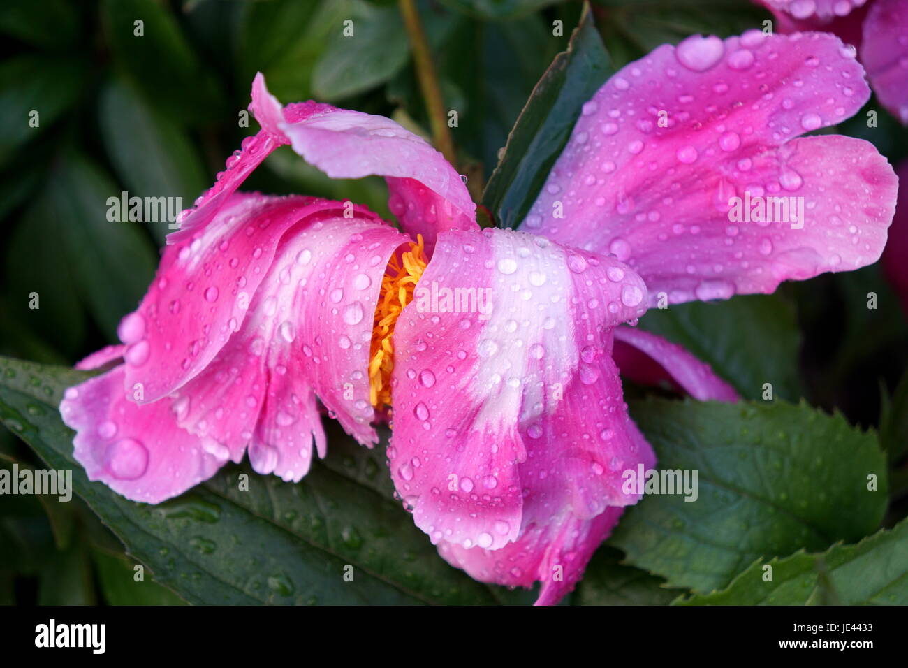 Single peonies hi-res stock photography and images - Alamy