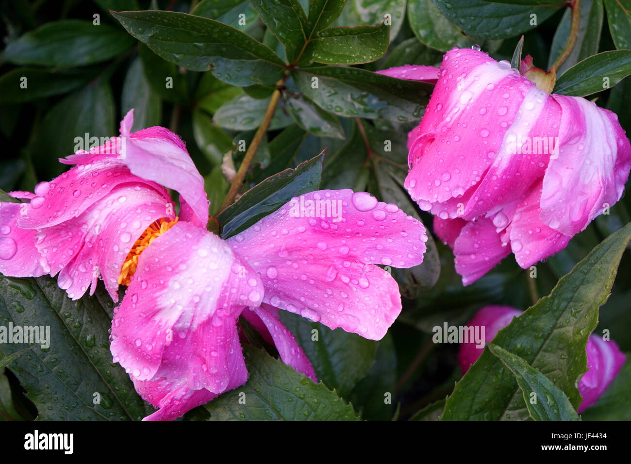 Single peonies hi-res stock photography and images - Alamy