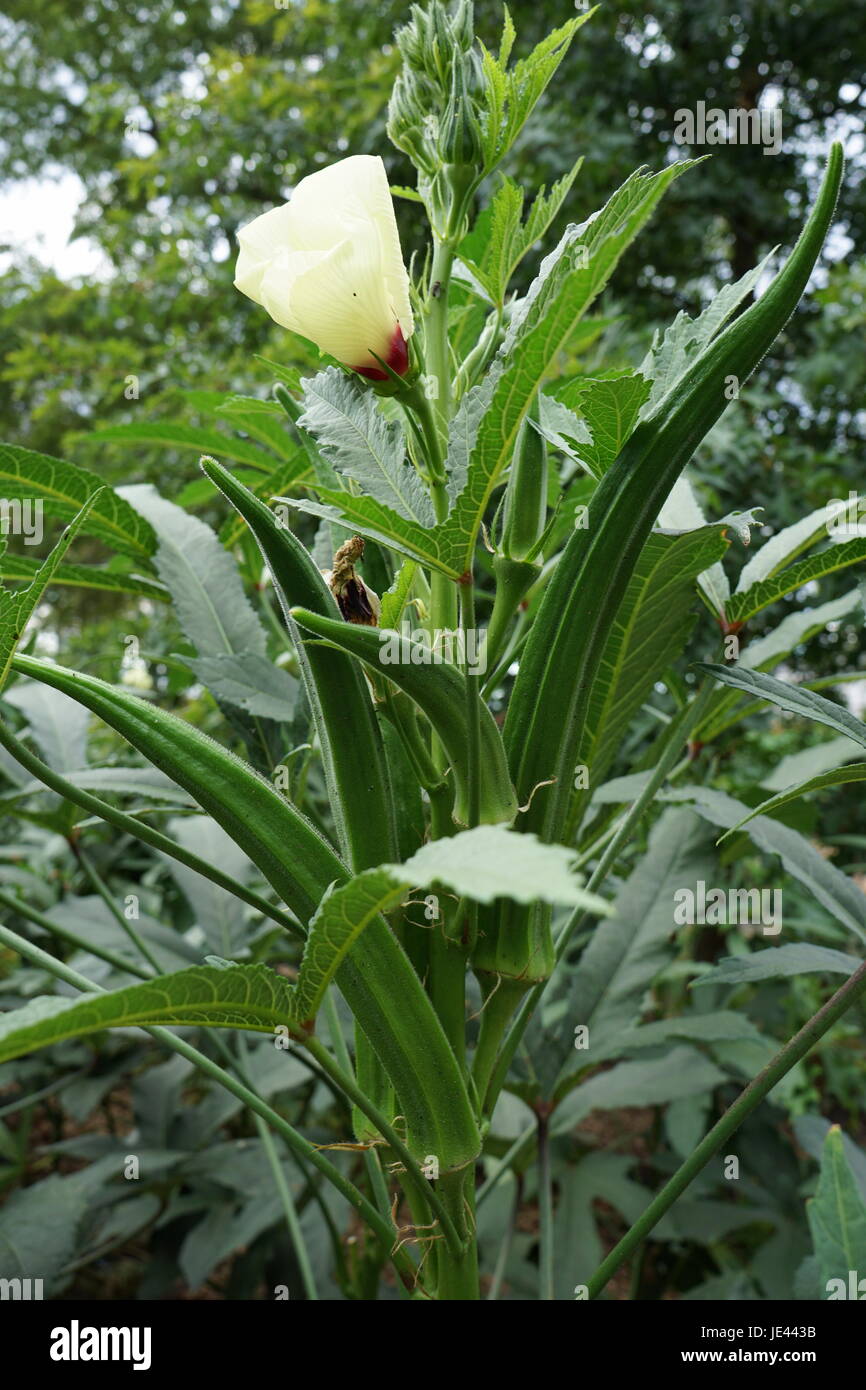 Growing vegetables, Okra plant Stock Photo - Alamy