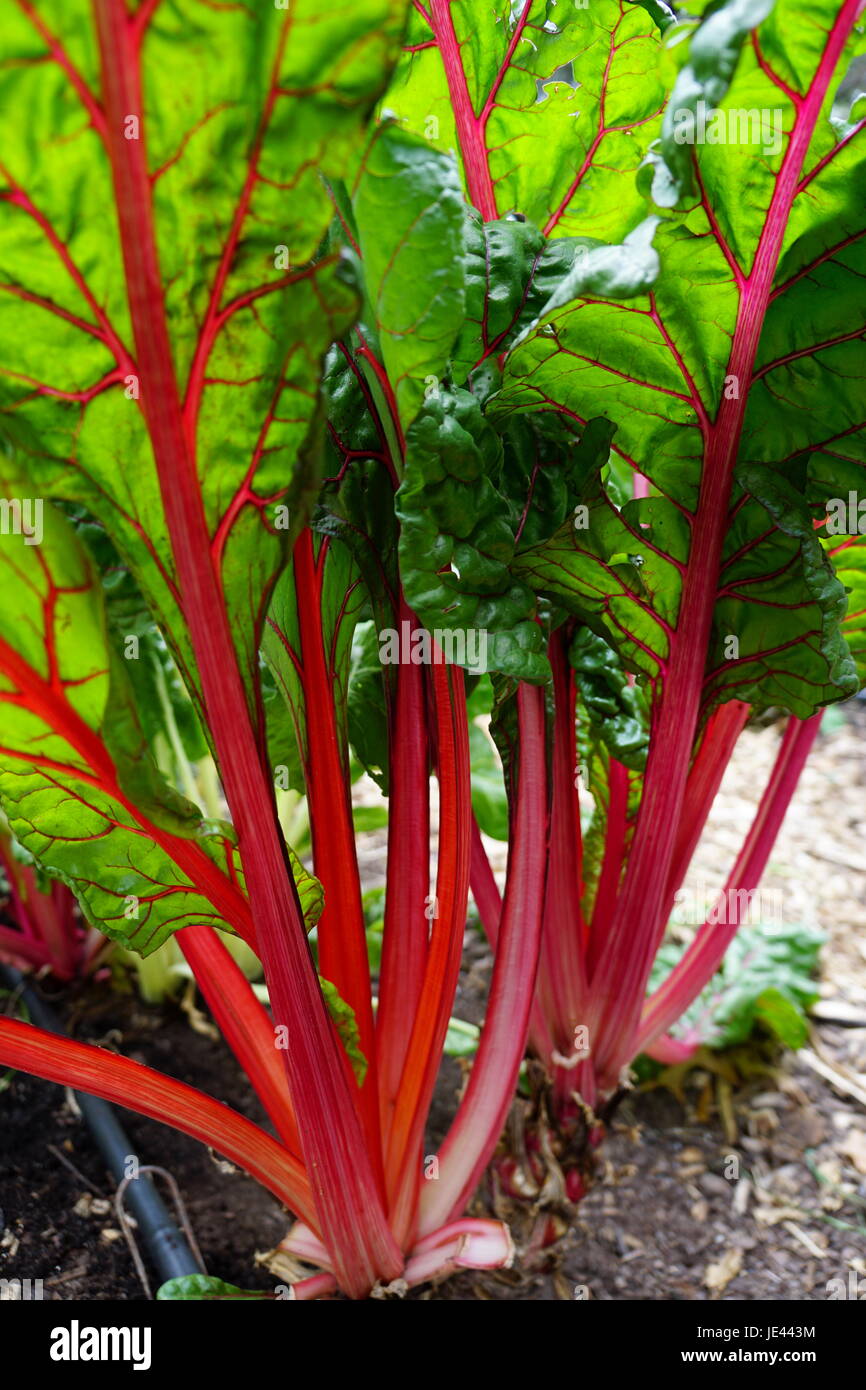Growing vegetables, Swiss Chard Stock Photo - Alamy