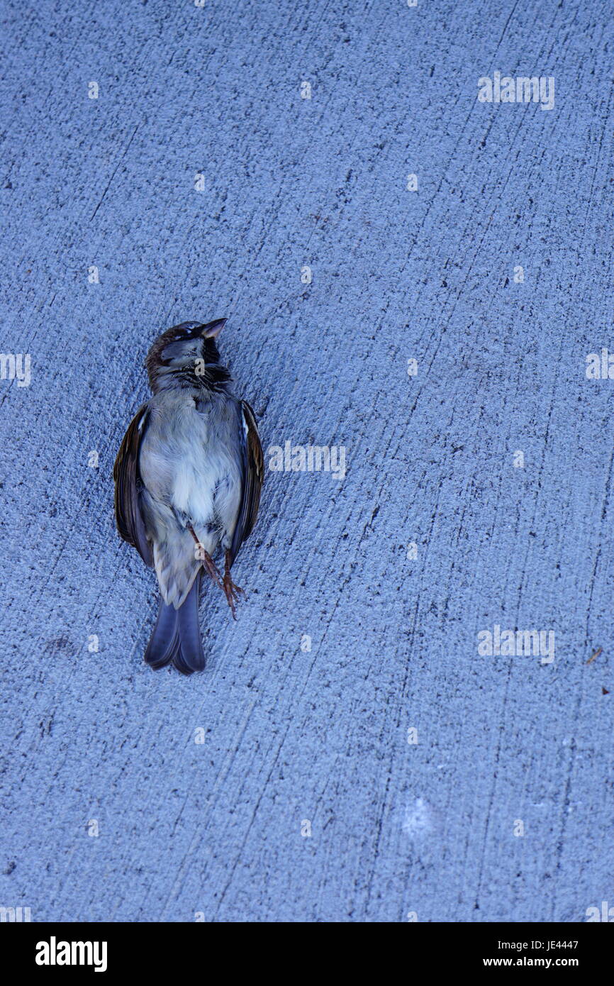 Dead bird on the ground Stock Photo - Alamy