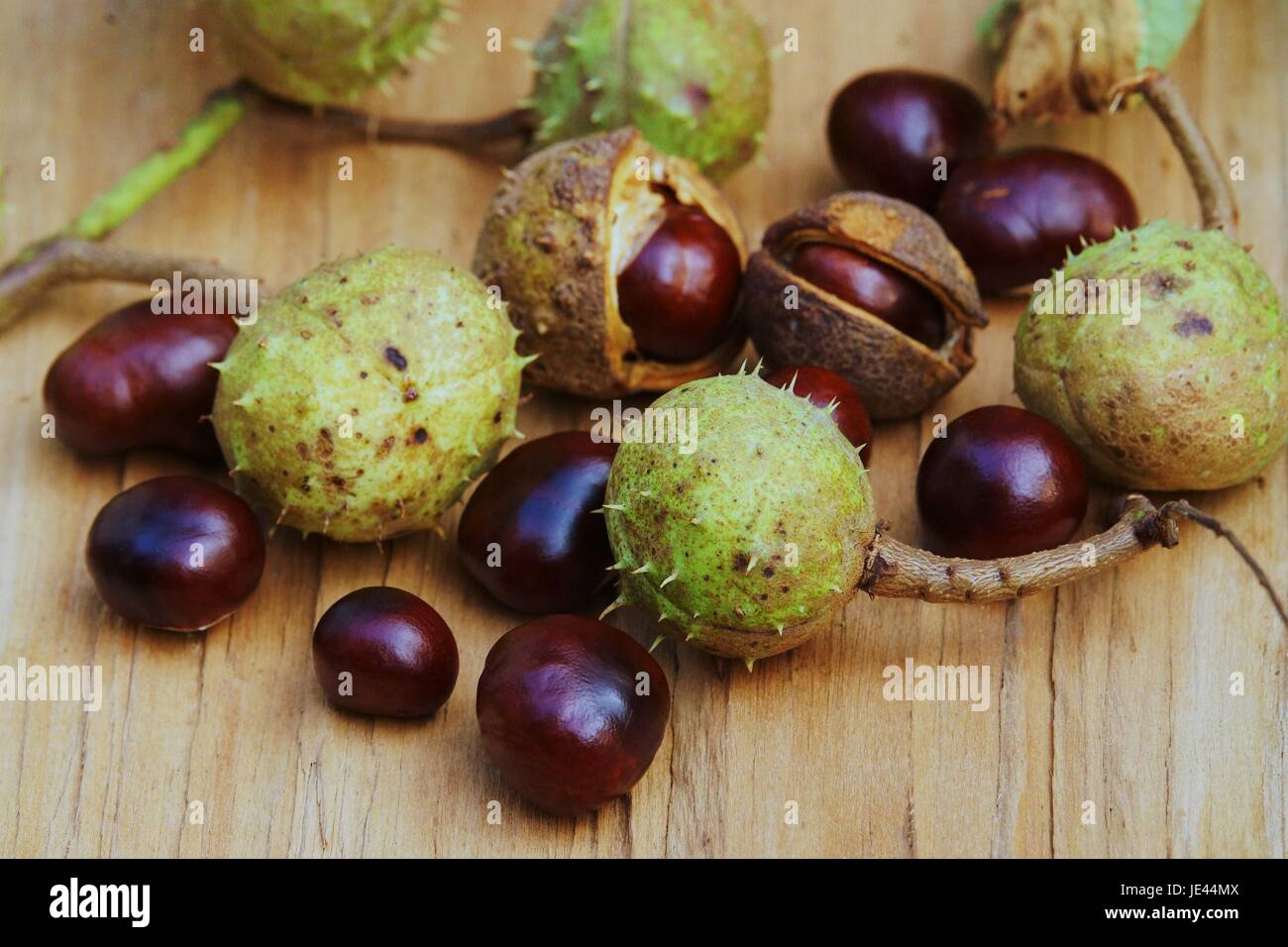 Buchengewaechse hi-res stock photography and images - Alamy