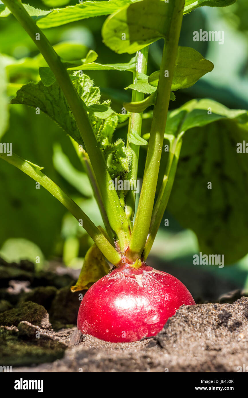 Radish growth hi-res stock photography and images - Alamy