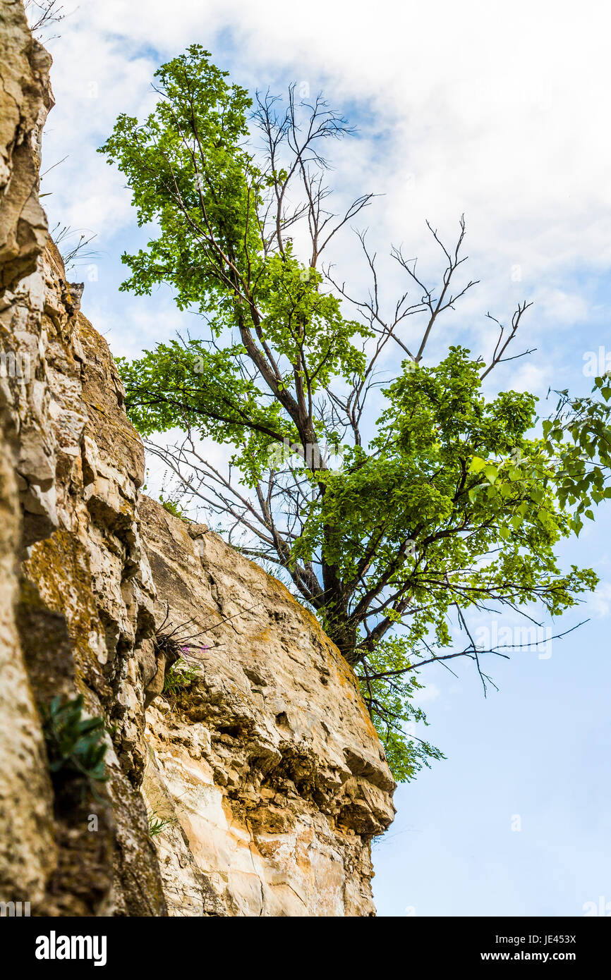 Tree growing on edge cliff hi-res stock photography and images - Alamy