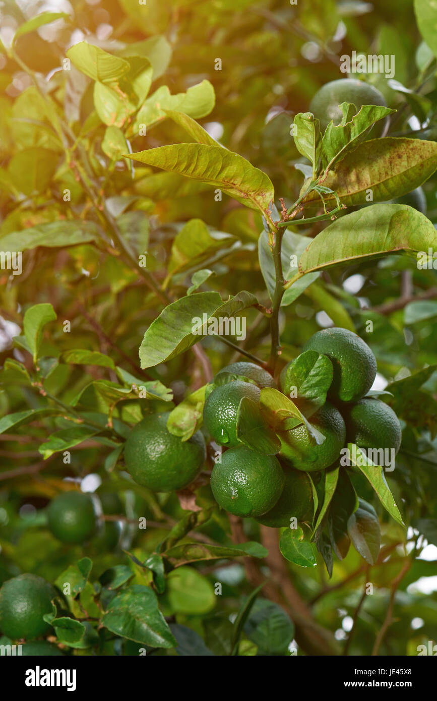 Branch of lime tree hi-res stock photography and images - Alamy