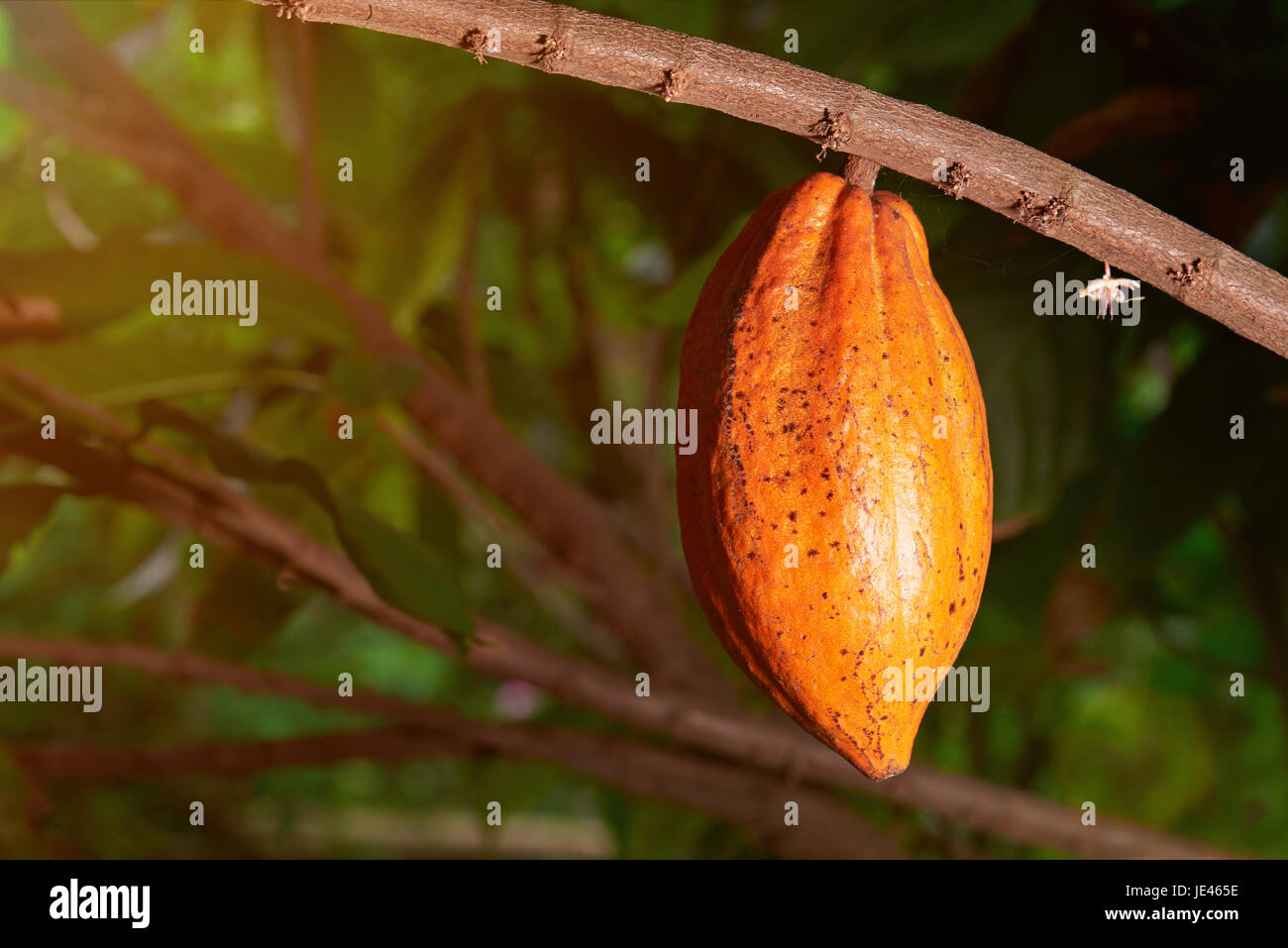 Yellow color cacao pod close-up hanging on tree branch Stock Photo - Alamy