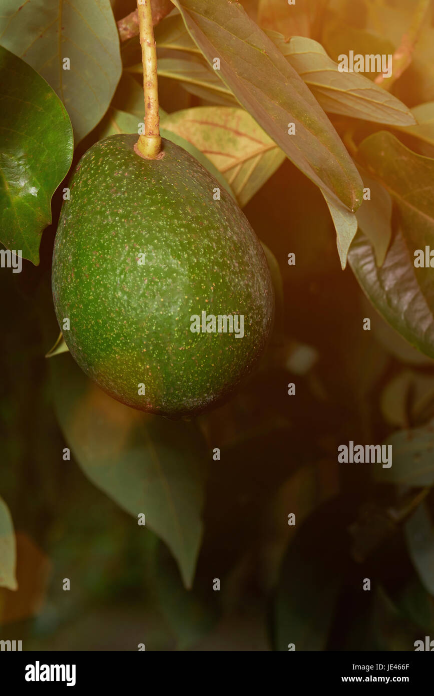 One avocado hanging in agriculture farm close up Stock Photo - Alamy