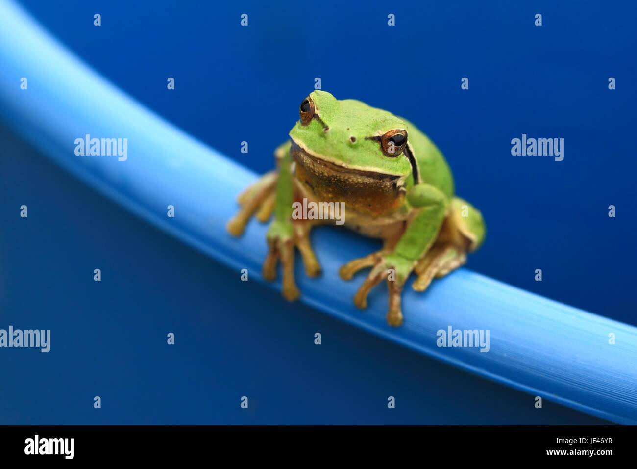 Green tree frog peeking out of a bucket Stock Photo - Alamy