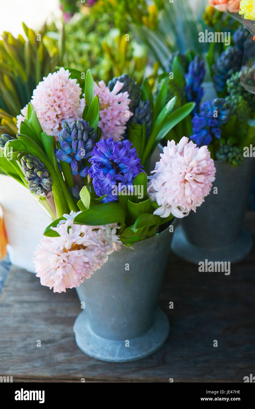 Pink and blue hyacinths in a tin can for sale Stock Photo - Alamy