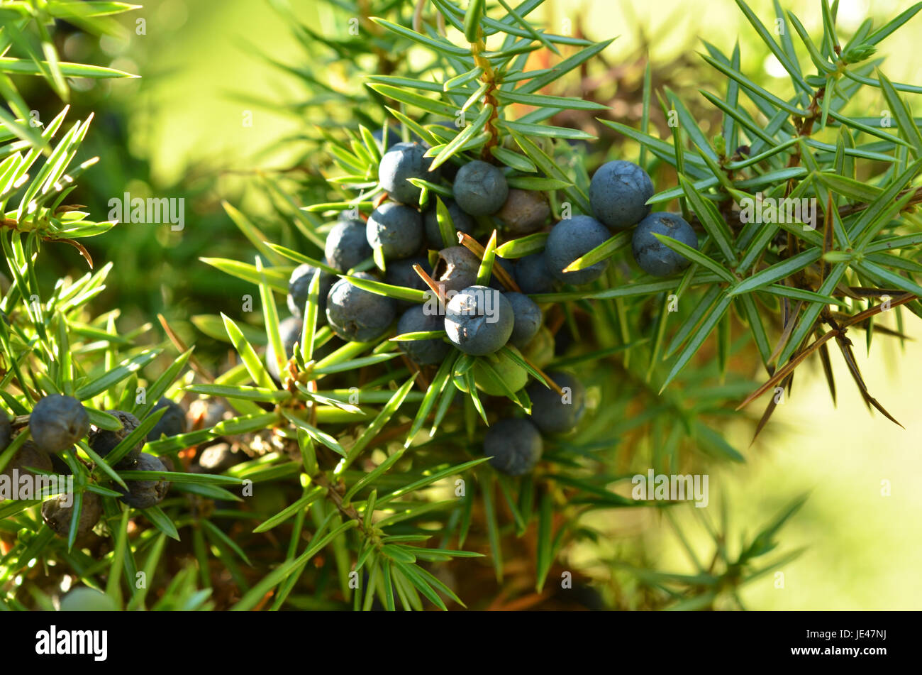 Juniper brandy hi-res stock photography and images - Alamy