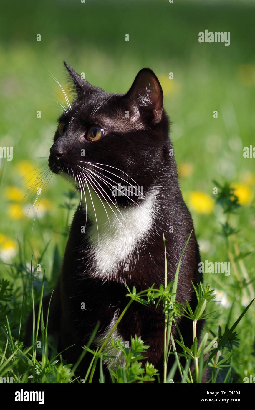 schwarze katze kleine katze Stock Photo - Alamy