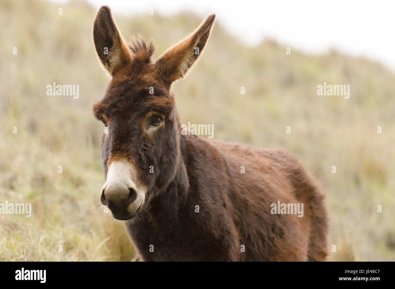 donkey farm animal Stock Photo - Alamy