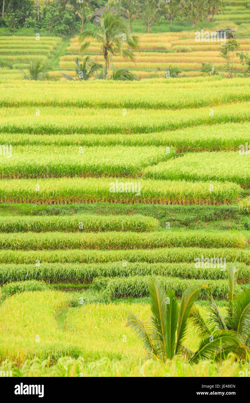 Reis terrassen hi-res stock photography and images - Alamy