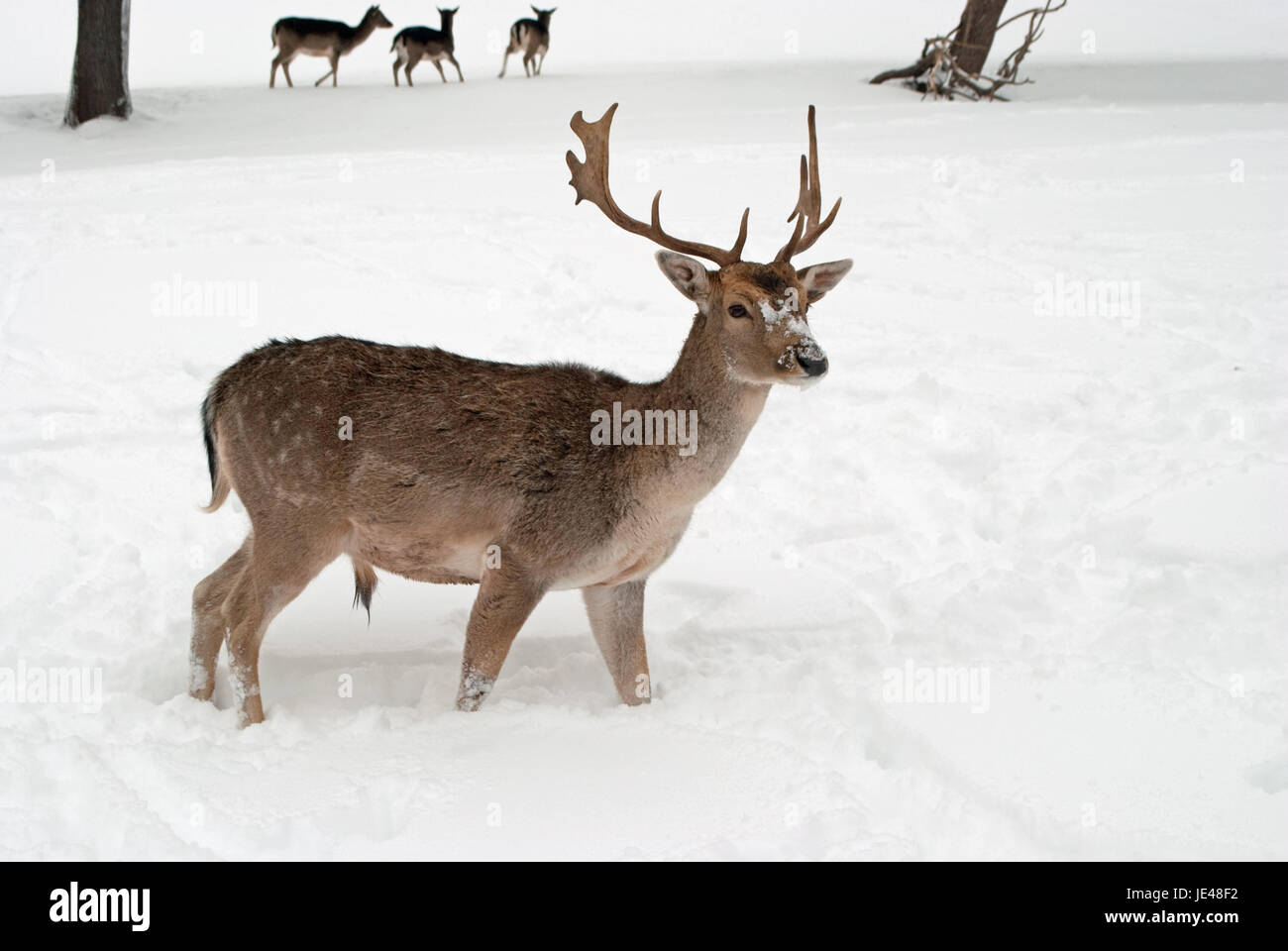 Hunter and deer hi-res stock photography and images - Alamy