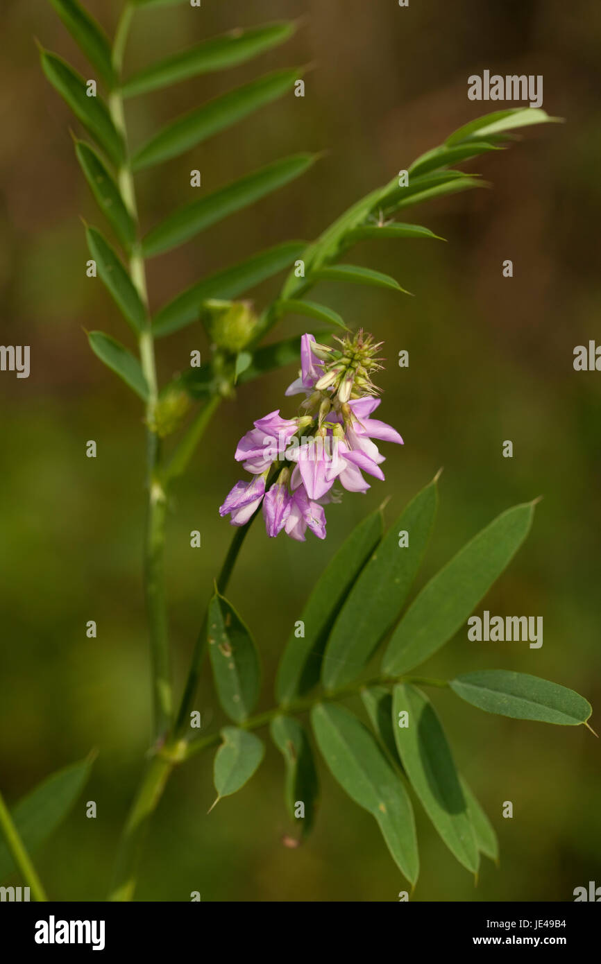 licorice inflorescence with leaf on green background Stock Photo - Alamy