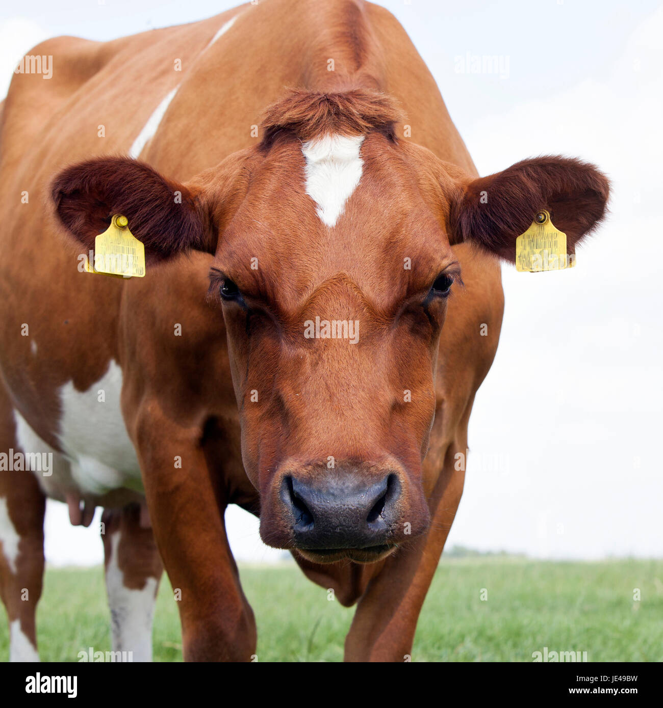 Udder red white cow in hi-res stock photography and images - Alamy