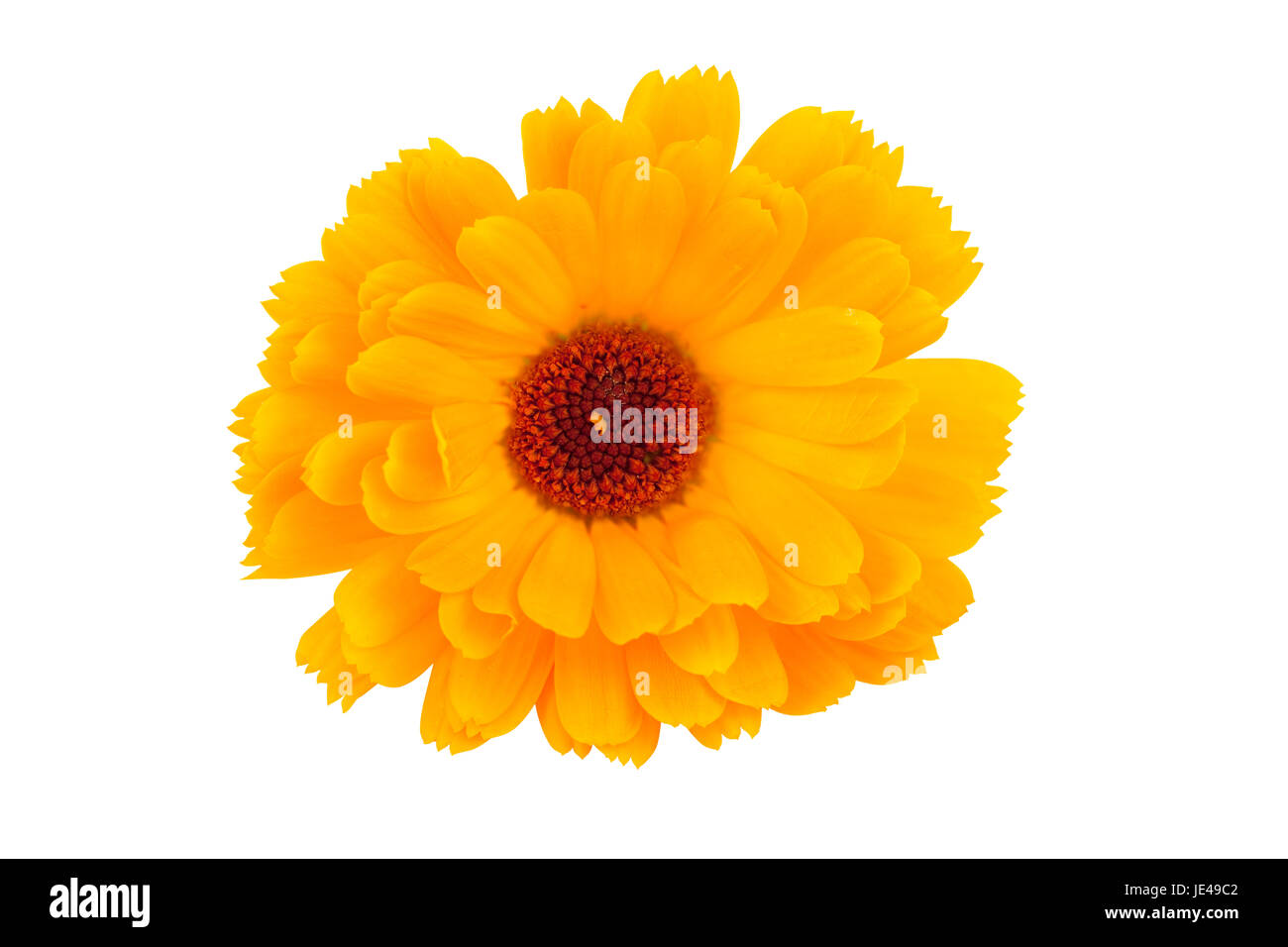 fresh orange inflorescence (Calendula officinalis) on white Stock Photo ...